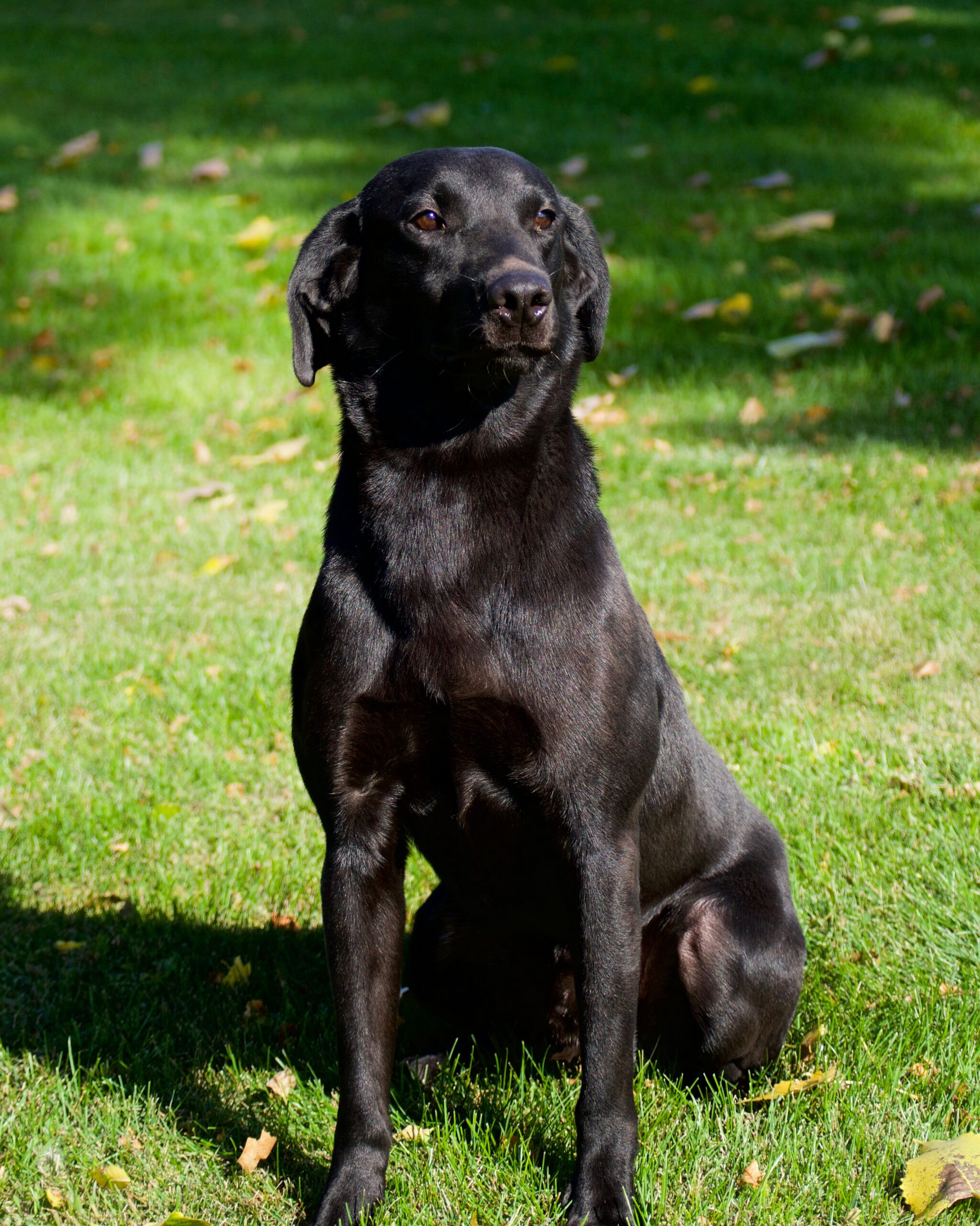 HRCH UH Copperbirch Riesling (Bishop) 500 Point Club - KT British Labs