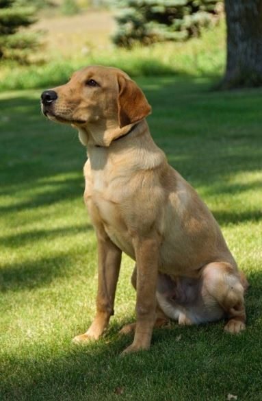 Labradors: 25 Years as America’s Top Dog - KT British Labs