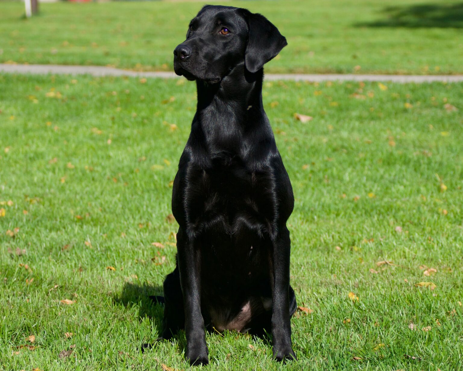 Minnesota British Lab Puppies & Hunting Dog Litters | KT British Labs